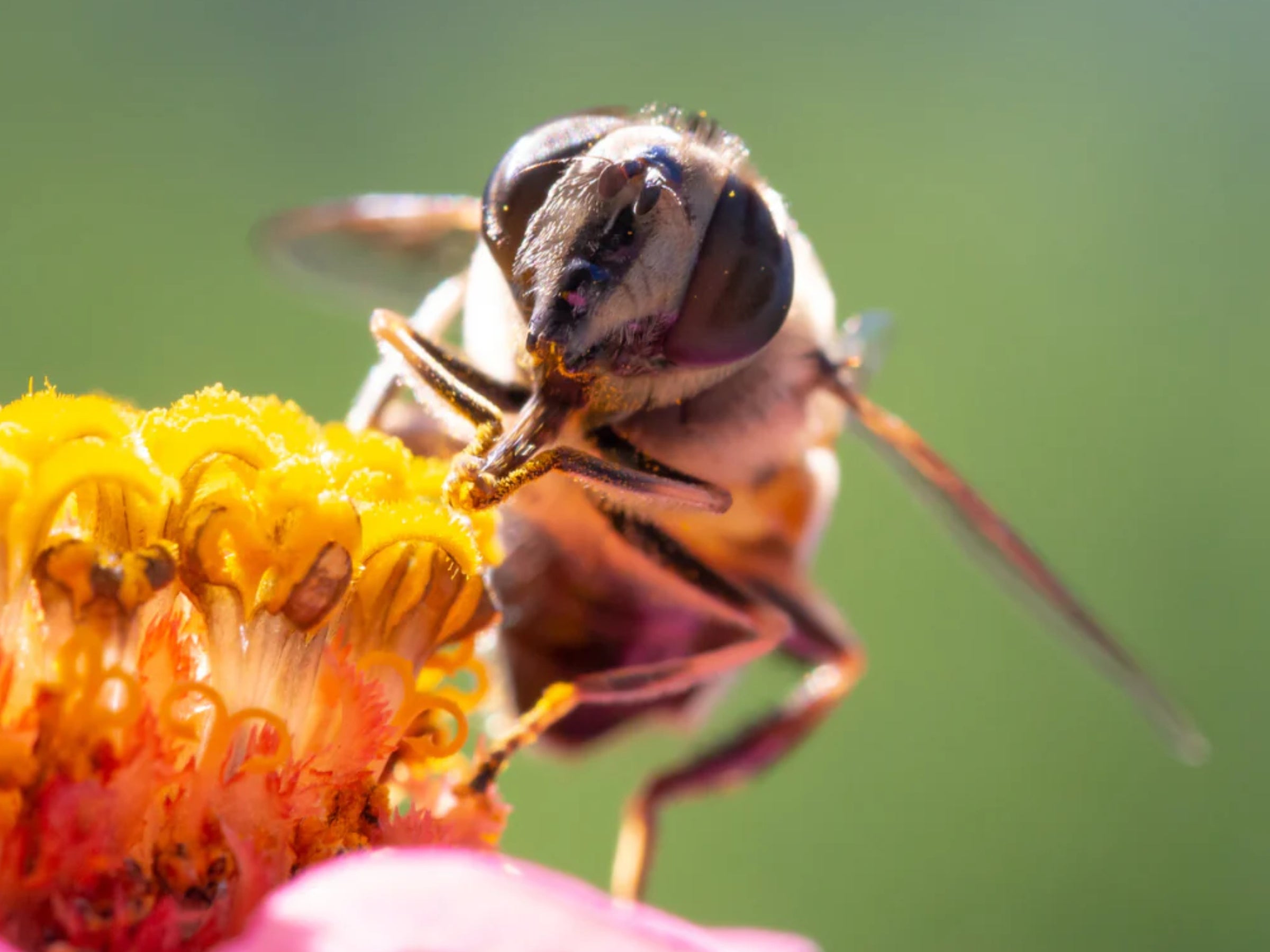 The Honey Shack, LLC