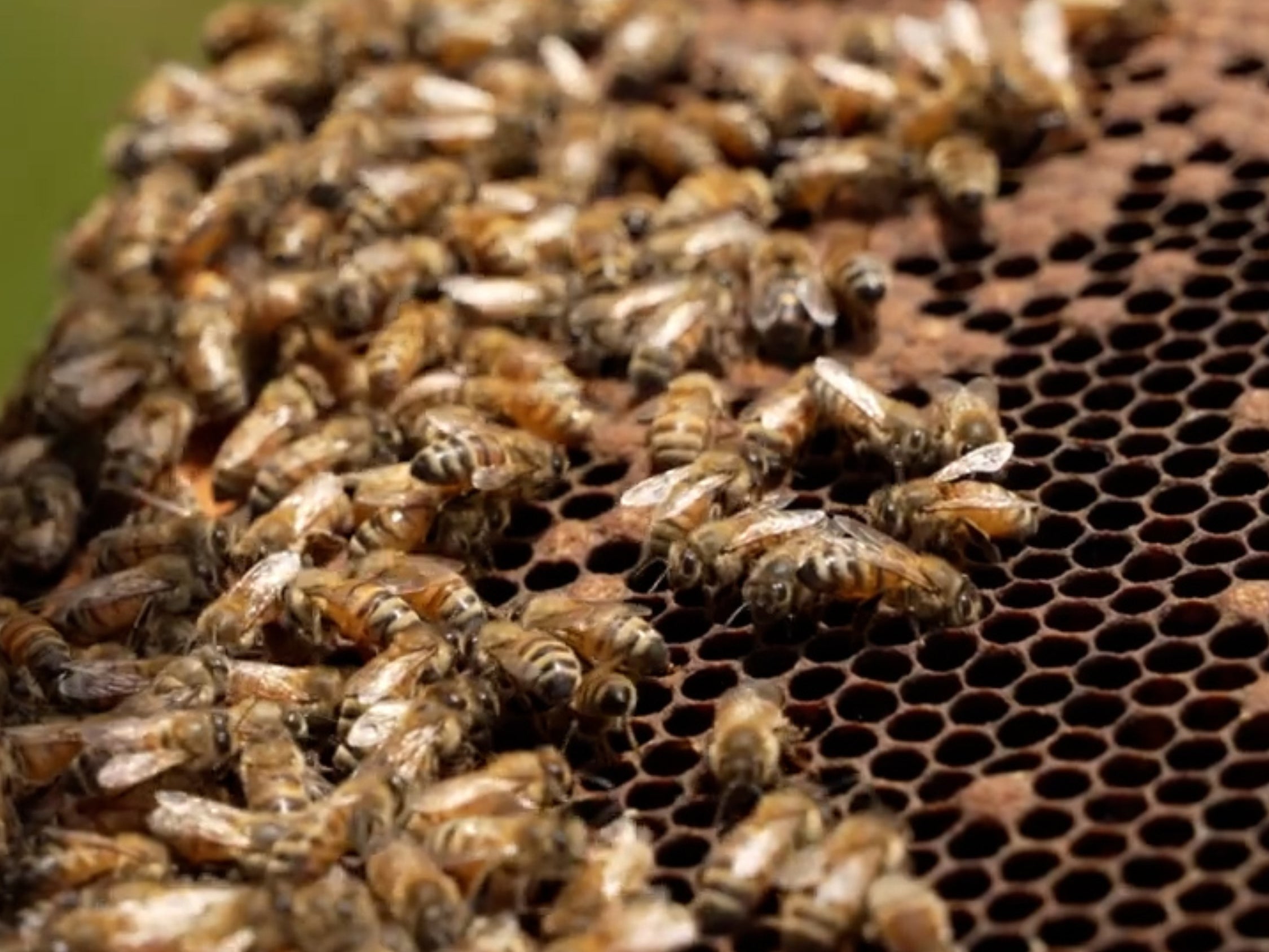 The Honey Shack, LLC